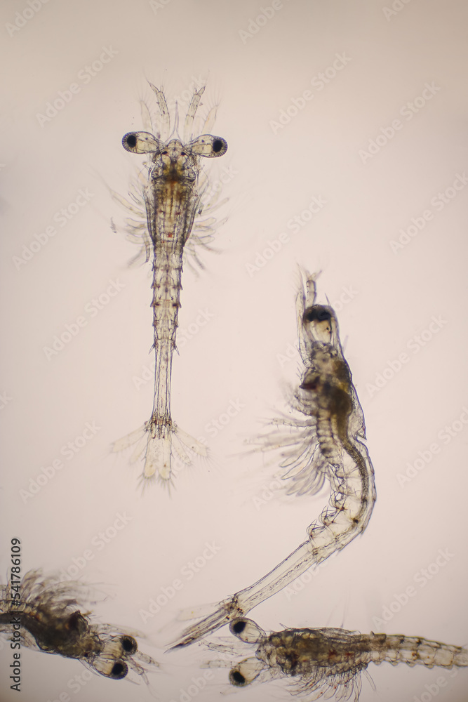 Shrimp, Zoea stage and Mysis stage of Vannamei shrimp in light ...