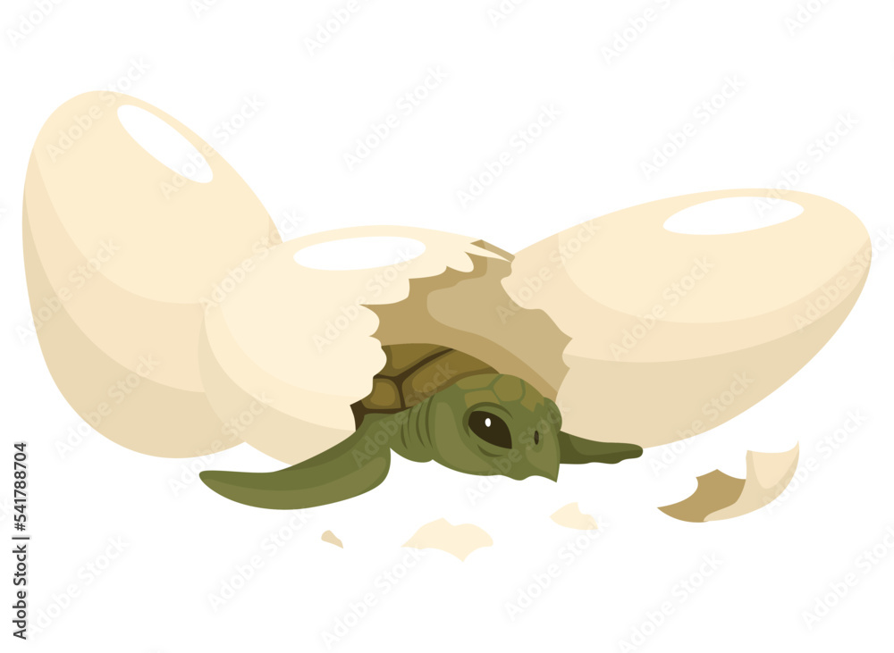 Sea turtle life cycle stage. Wild underwater animal. Cartoon cute ocean ...