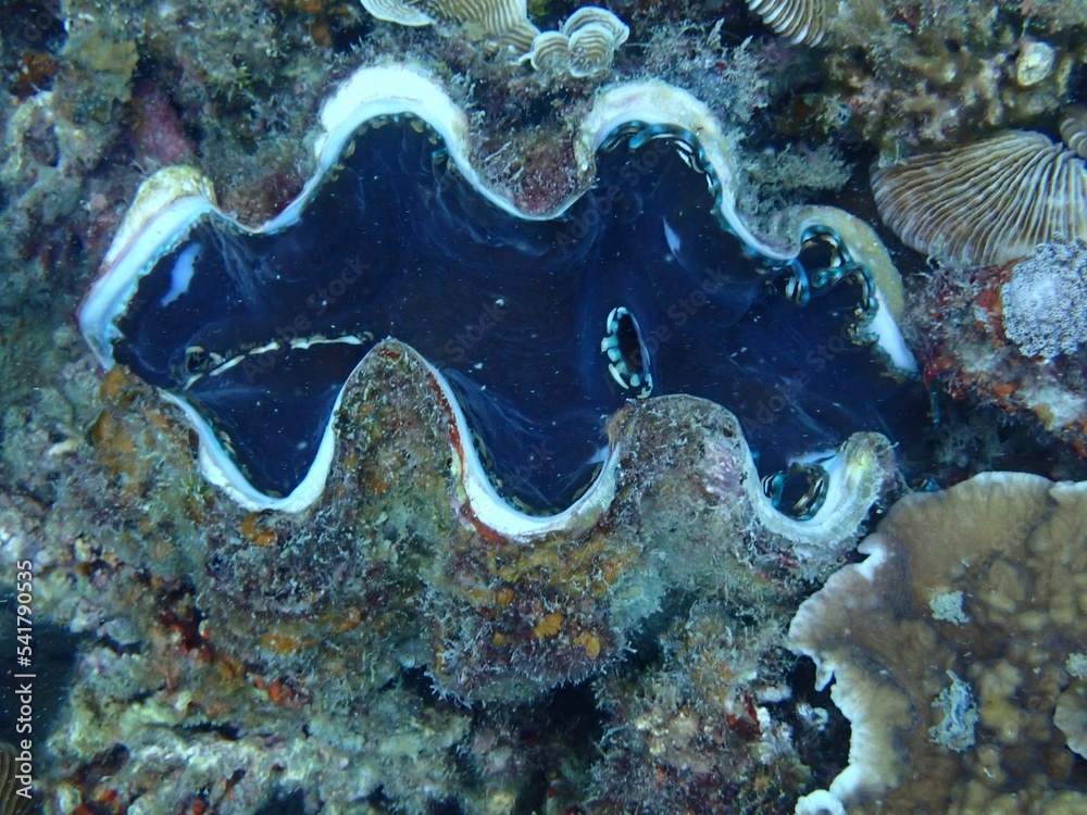Foto de Top view of a giant clam and shells underwater do Stock | Adobe ...