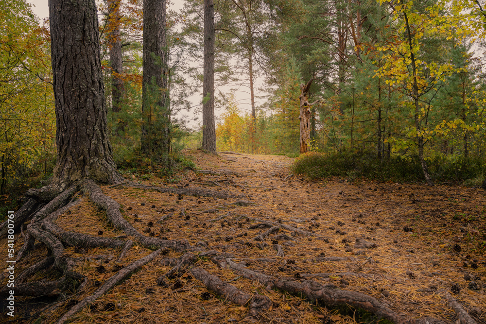 Beautiful landscape view of autumn forest with a path. High quality ...