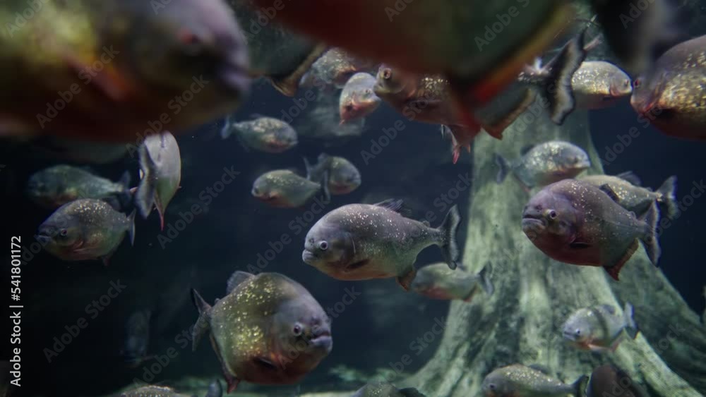 Food chain. Ocean fish as a source of essential nutrients and fats ...