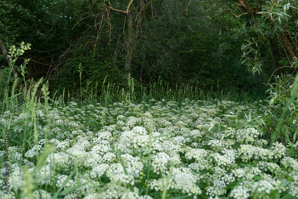 Feld mit weißen Blumen im Wald. Hintergrund Stock Photo | Adobe Stock