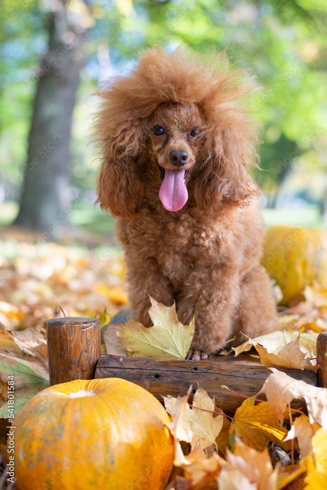 Attentive mini red toy poodle in autumn park Stock Photo | Adobe Stock