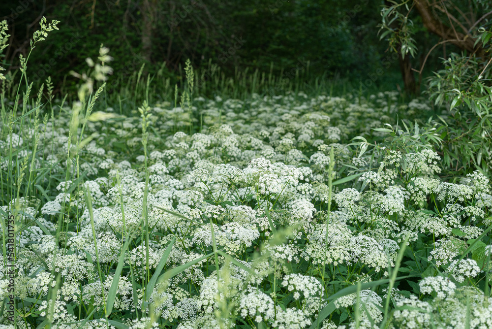 Feld mit weißen Blumen im Wald. Hintergrund Stock Photo | Adobe Stock