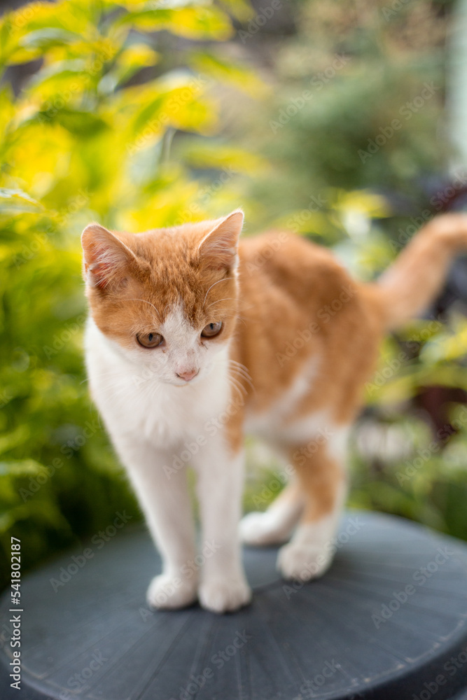 gatito color blanco con miel al aire libre encima de bote de basura en ...