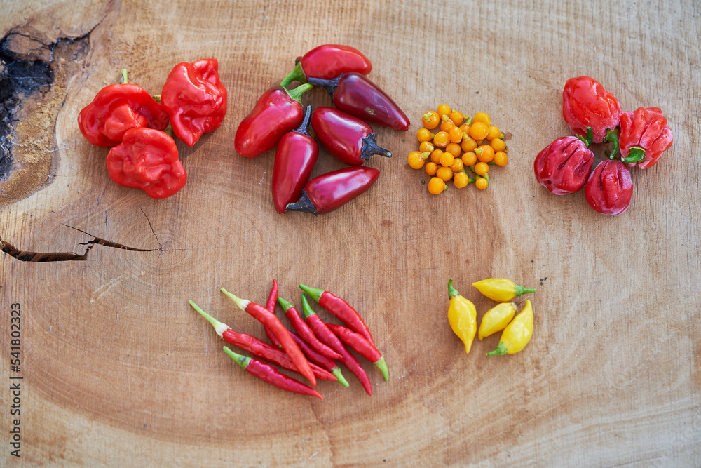 Different kinds of red, black and yellow hot chilli peppers on the ...