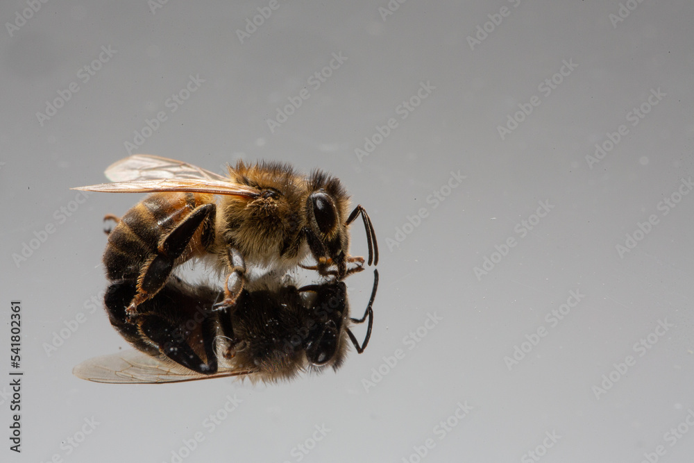 Bee mirrored on a reflective surface Stock Photo | Adobe Stock