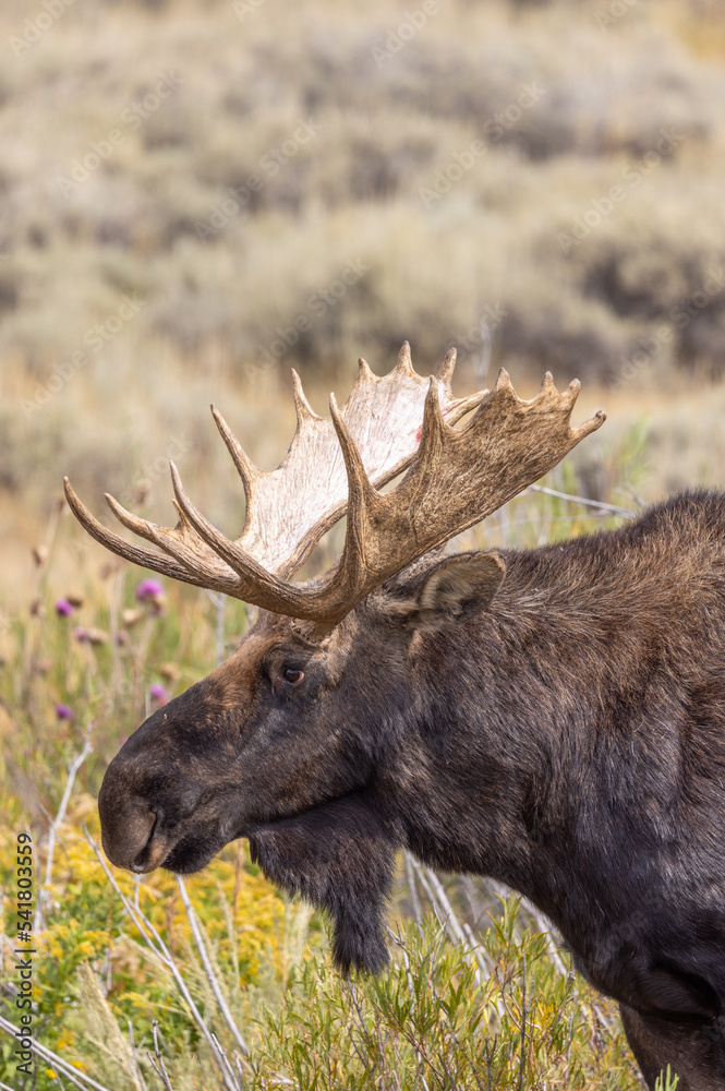 Bull Moose in Wyoming in Autumn Stock Photo | Adobe Stock