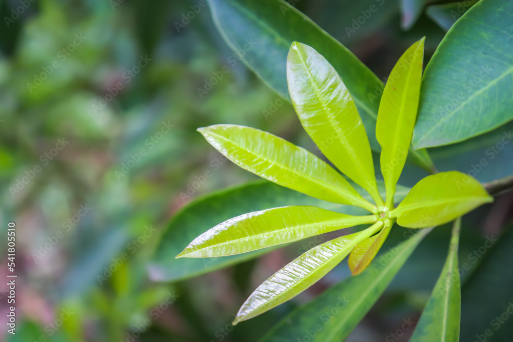 Closeup green leaves in the forest Stock Photo | Adobe Stock