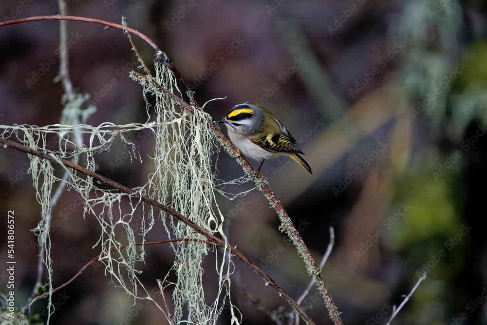 Closeup shot of the small bird perched on a tree branch Stock Photo ...