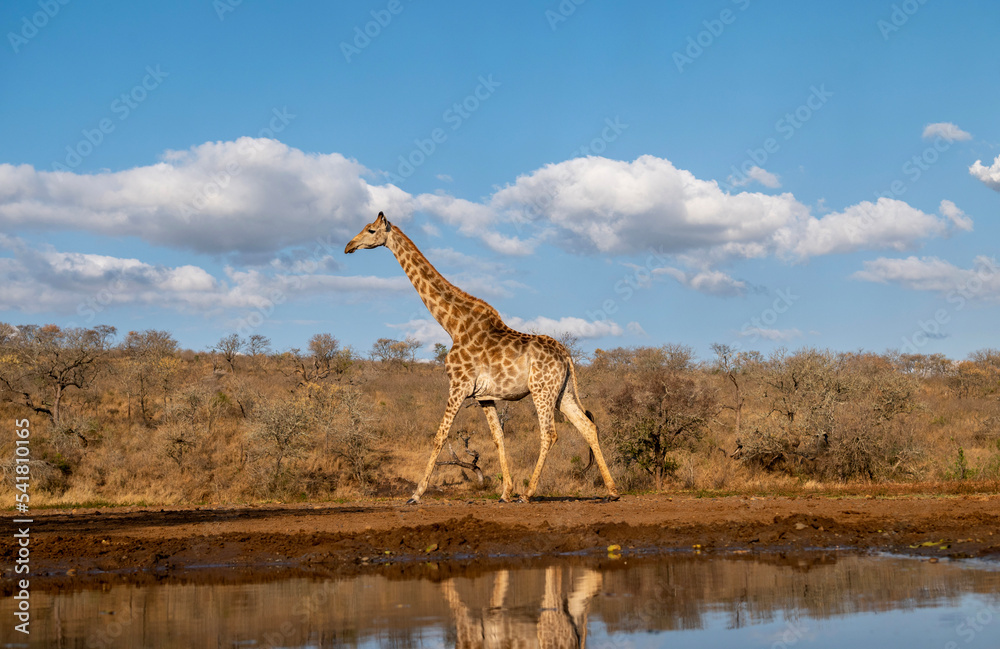 Giraffe reflected in water in South Africa Stock Photo | Adobe Stock