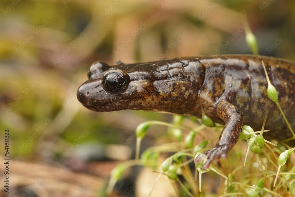 Closeup on a gravid female Northern Oregon Dunn's salamander, Plethodon ...