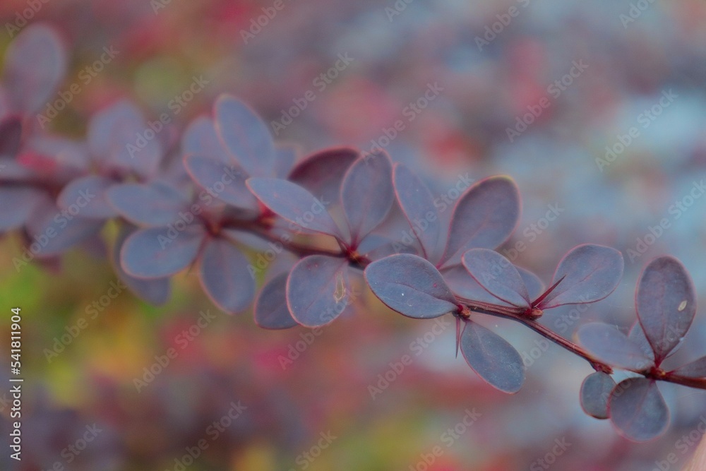 Colorful flower branches, autumn, spring Stock Photo | Adobe Stock