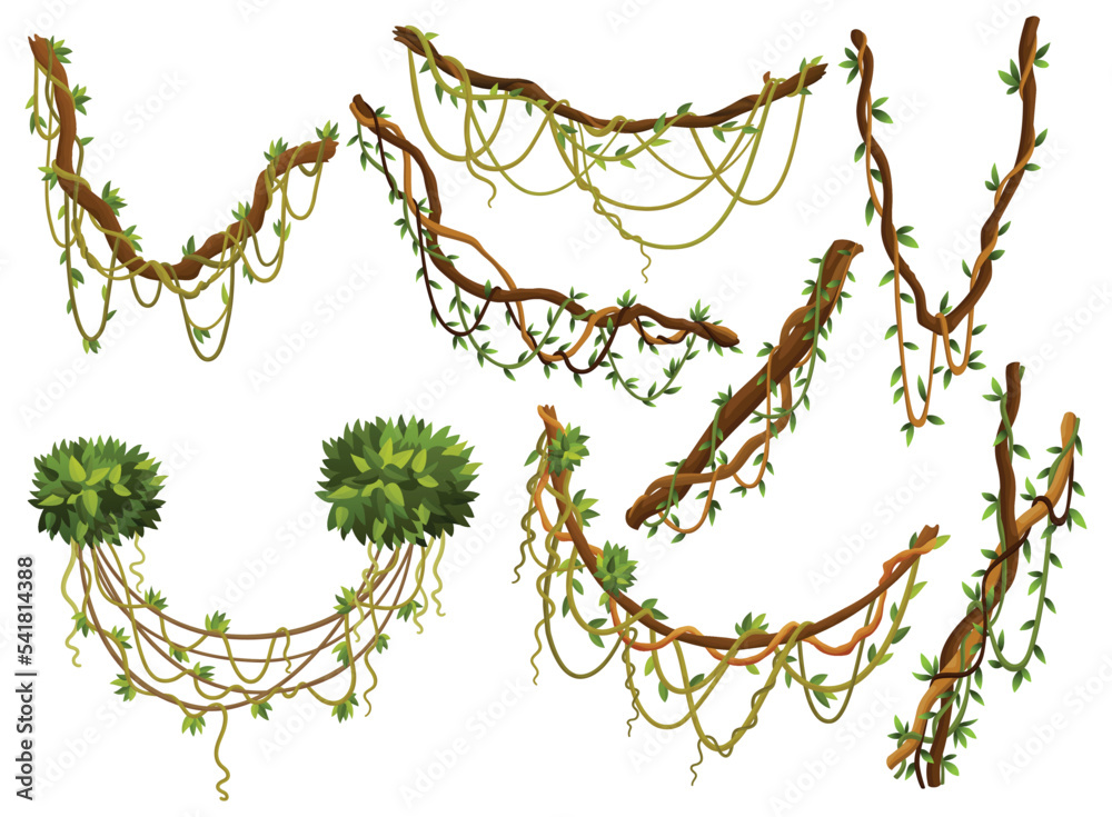 Collection of twisted wild lianas branches. Jungle vine plants ...