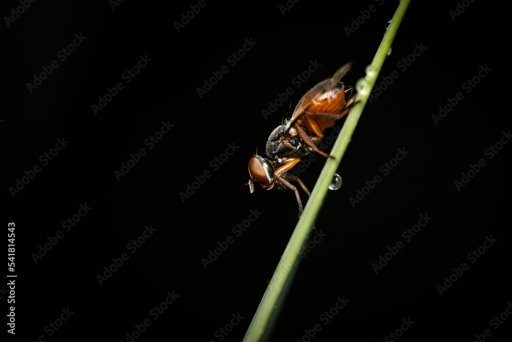 Close up of a Picture-winged fly (Ulidiidae) on a stem and black ...