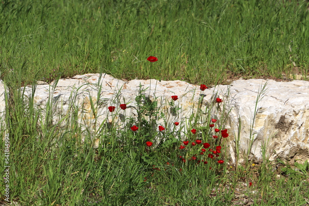 Stones in a city park by the sea in northern Israel Stock Photo | Adobe ...
