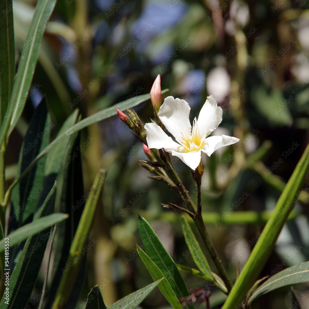 Oleander buds and a white blossom Stock Photo | Adobe Stock