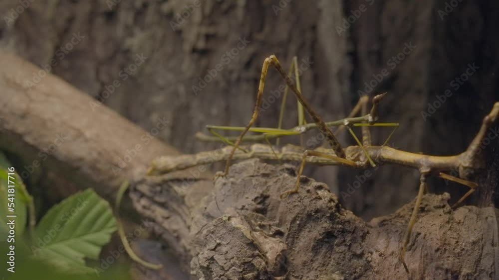 This video shows a male Peruvian Jumping Stick insect (Pseudoproscopia ...