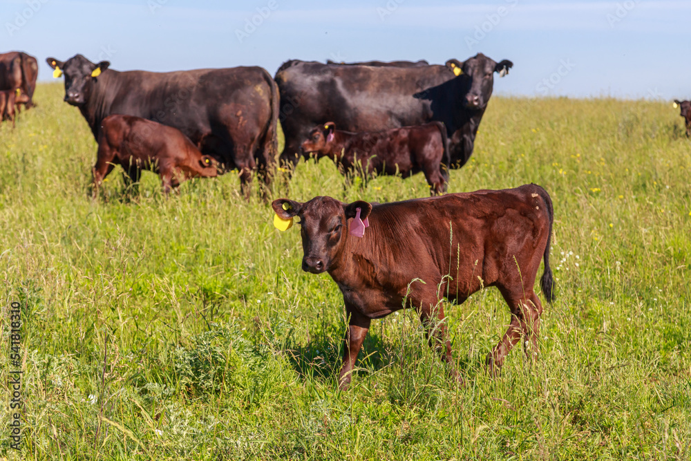 Farmland with herd of angus cattle. Stock 写真 | Adobe Stock