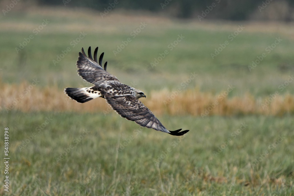 Kite flying over the green field Stock Photo | Adobe Stock