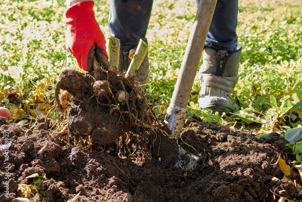 Roots and tubers of dahlia flowers in the gardener's hands. A woman is ...