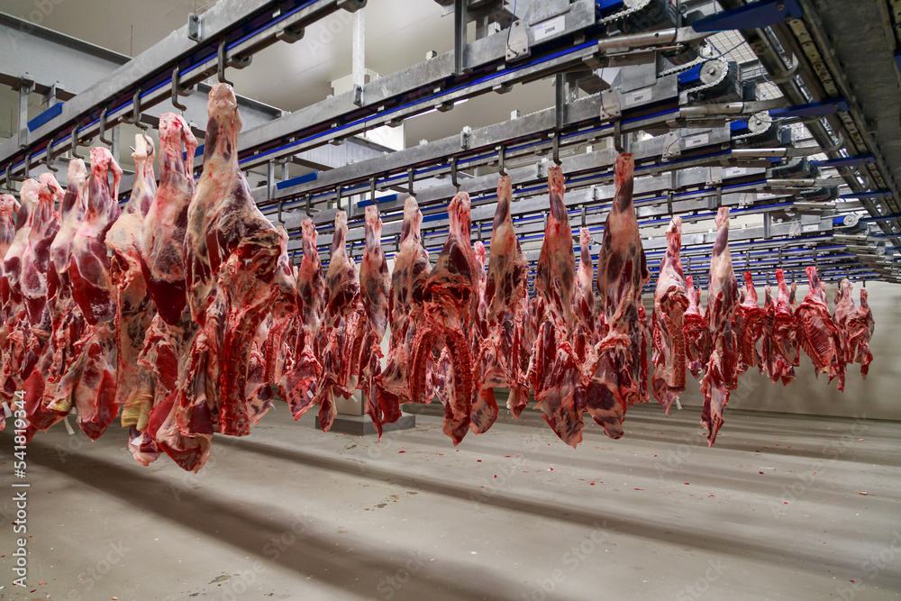 Cool storage with cow carcasses in beef factory. Stock Photo | Adobe Stock