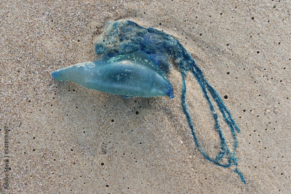 Blue jellyfish washed up on a sandy beach Stock Photo | Adobe Stock