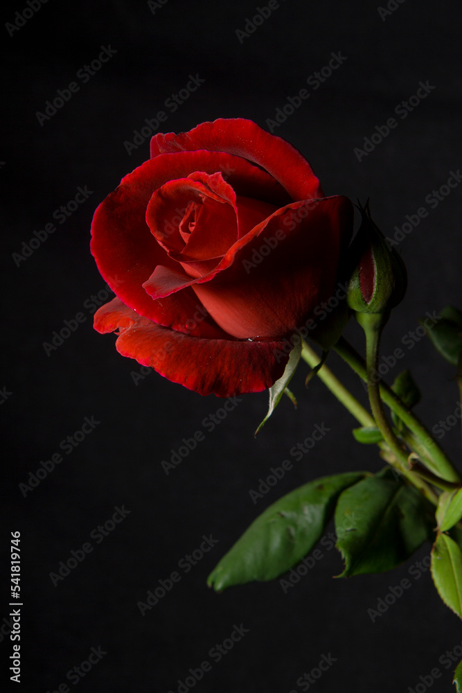 red rose on black background Stock Photo | Adobe Stock