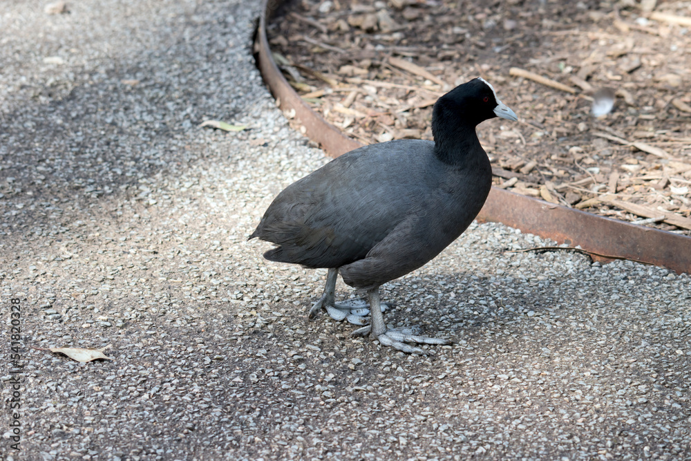 the Eurasian coot is a black waterbird with a white frontal shield ...
