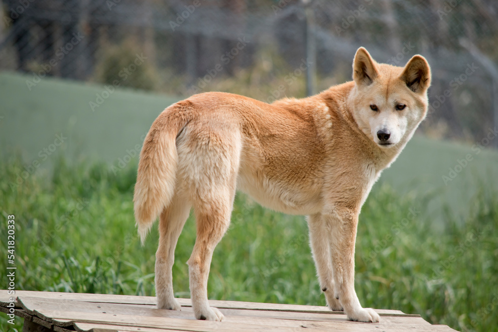 the golden dingo is tan in color with a thick furry tail, it has a ...