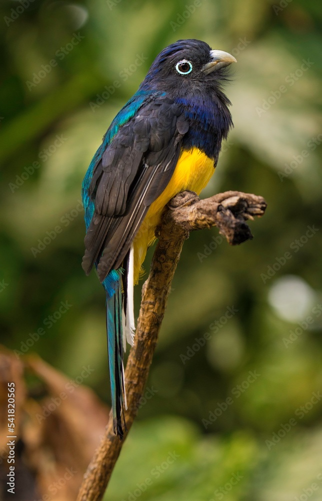 This close up image shows the profile of a beautiful wild trogon bird ...