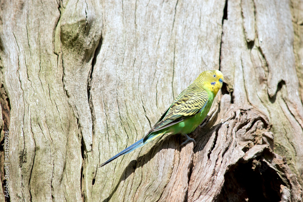 the parakeet is perched on the side of a tree Stock Photo | Adobe Stock