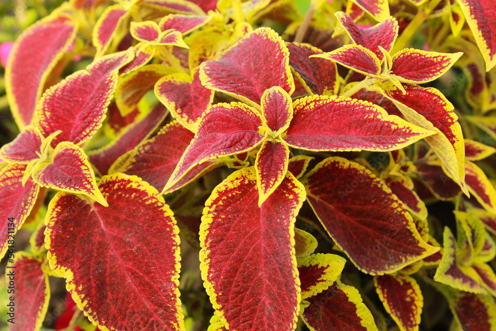 Close-up green and red color coleus leaves background in sunny day in ...