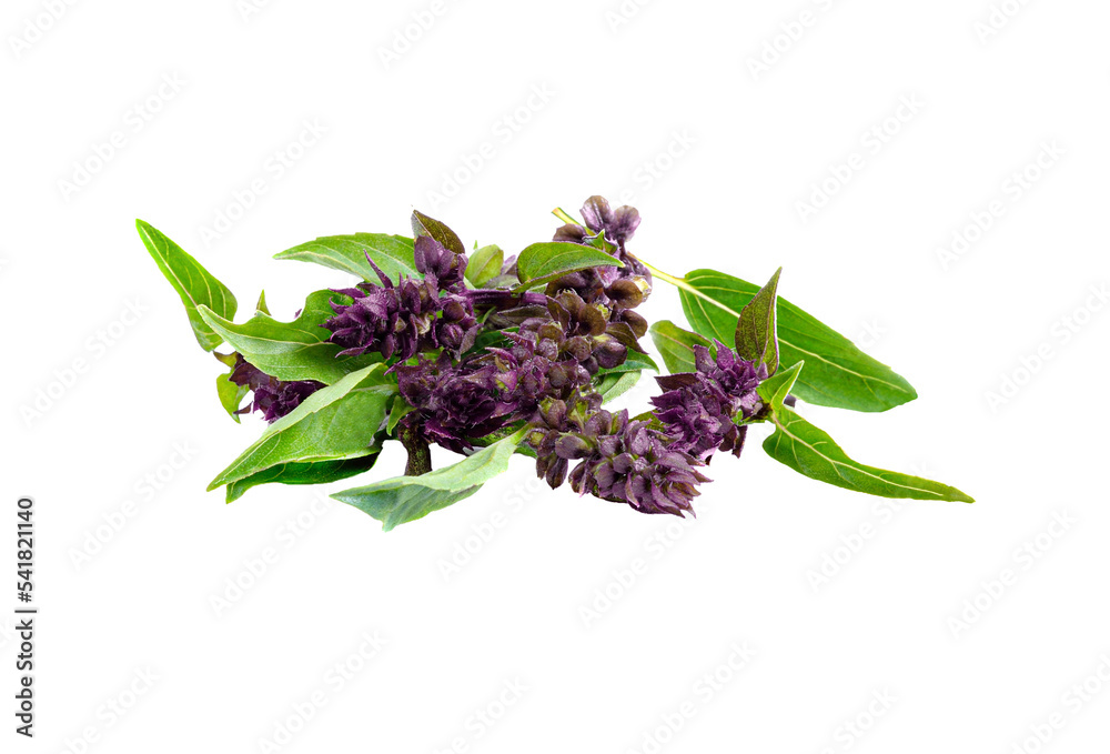 Sweet basil leaves isolated on transparent png Stock Photo | Adobe Stock