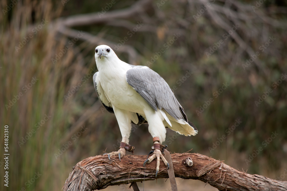 The White-bellied Sea-Eagle is the second largest raptor found in ...