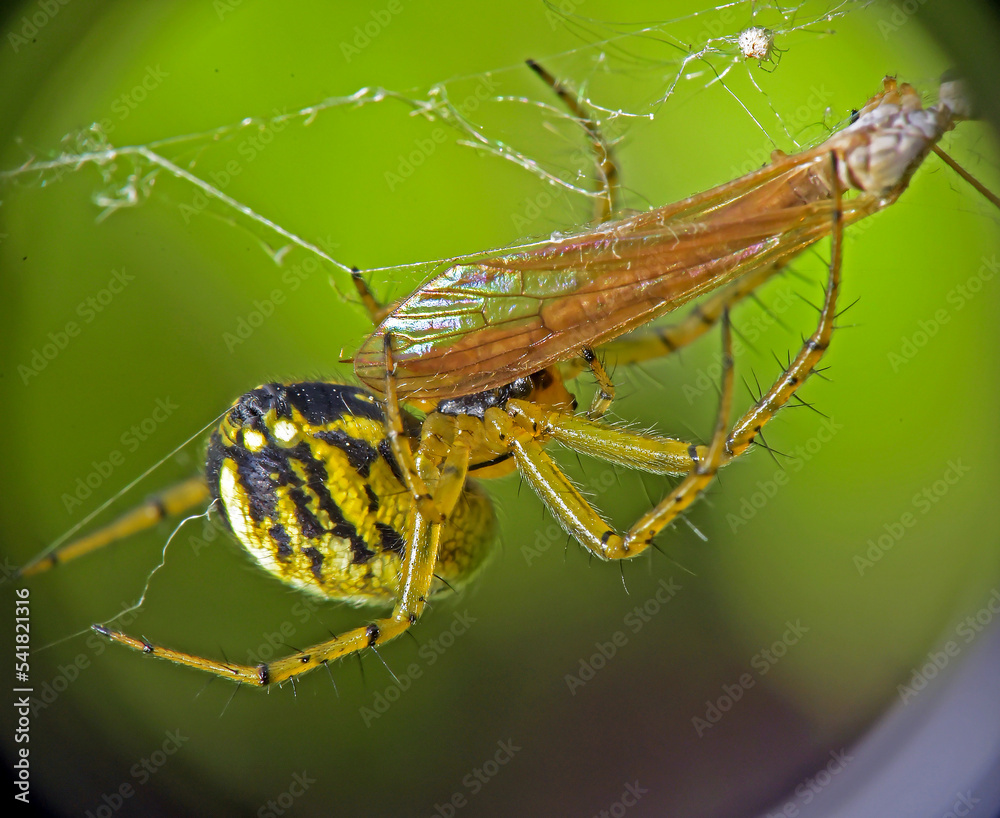 Mangora acalypha eats its prey, Kharkiv, Ukraine Stock Photo | Adobe Stock