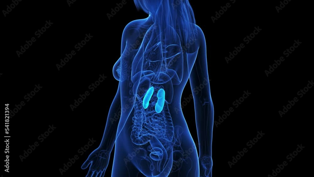 3d rendered medical animation of the kidneys Stock ビデオ | Adobe Stock