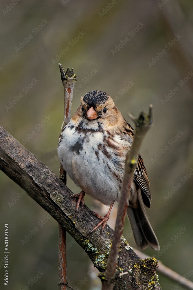Closeup vertical shot of Rustic bunting from the bunting family ...