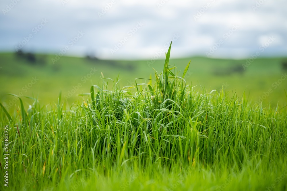 grass growing in a field. long pasture growing on a farm in spring ...