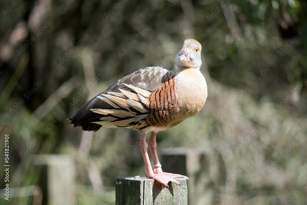 this is a side view of a plumed whistling duck is standing on a fence ...