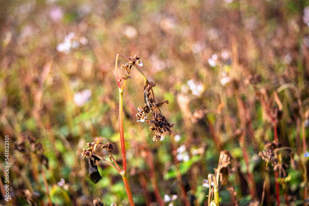 Buckwheat after frost. Frozen leaves and flowers of Buckwheat. Plants ...