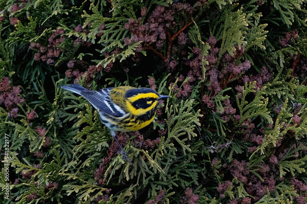 Cute Blackburnian warbler (Setophaga fusca) resting on a tree branch ...