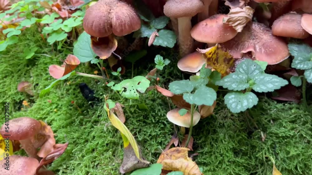 Beautiful autumn forest mushrooms grow on a stump covered with green ...