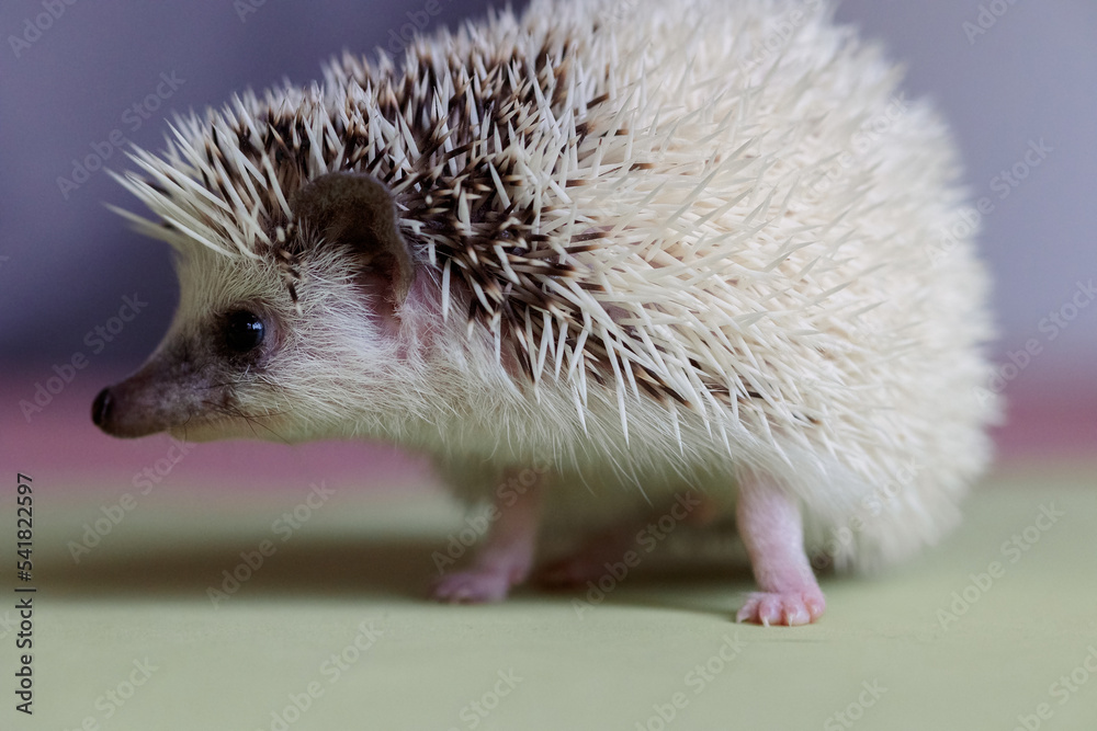 Cute hedgehog. Portrait of pretty curious muzzle of animal. Favorite ...