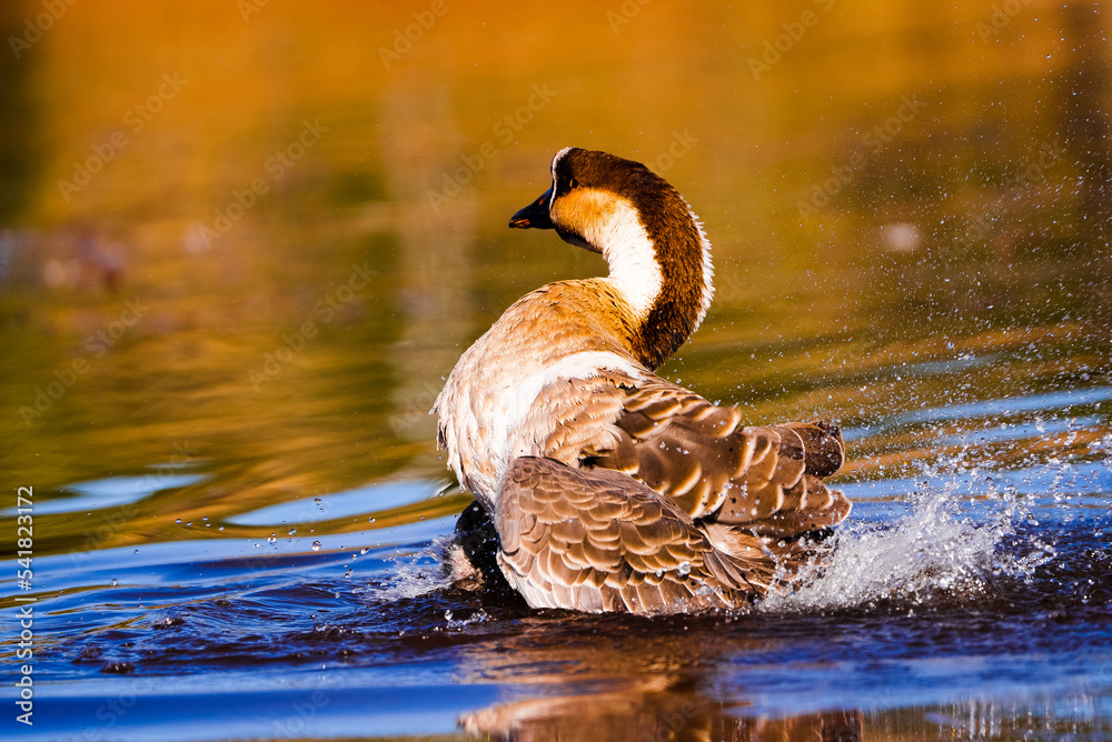 duck in the water Stock Photo | Adobe Stock