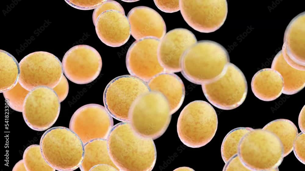 Vidéo Stock 3d rendered medical animation of growing fat cells | Adobe ...