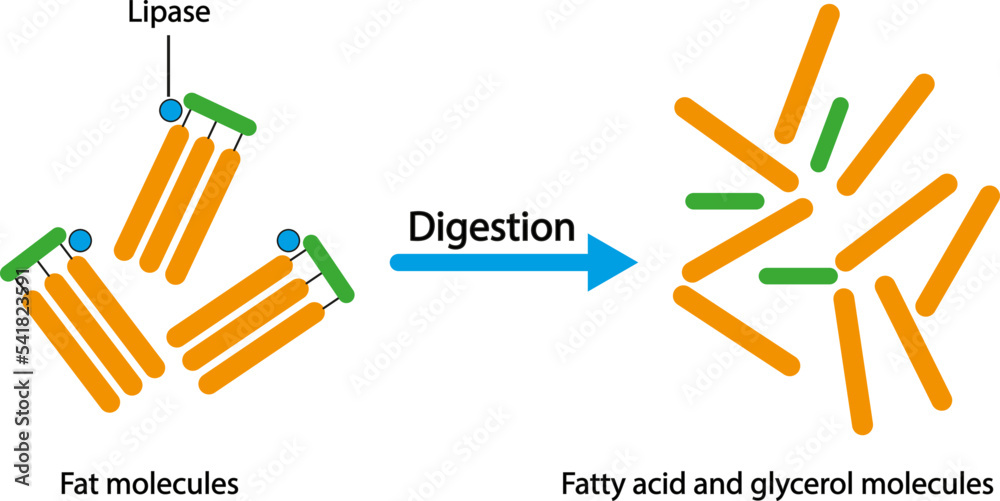 Scientific design of fat molecule fingering. Effect of lipase enzyme on ...