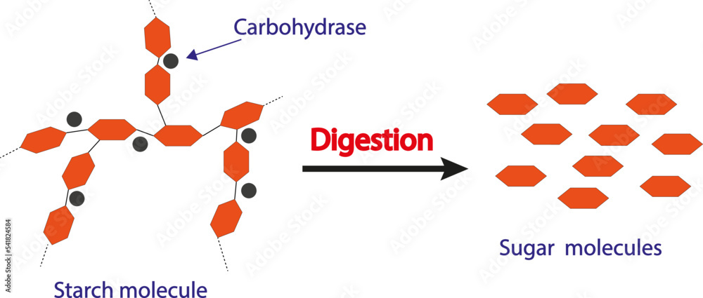 Starch Molecule