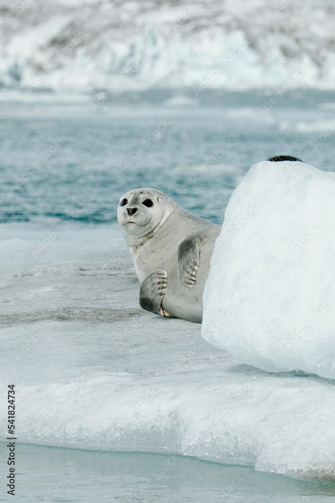 Seal in Iceland Stock-Foto | Adobe Stock