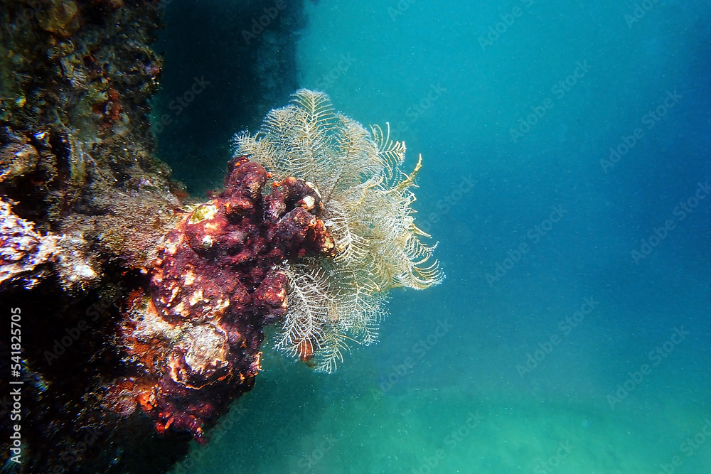 Christmas tree hydroid, Mediterranean species - Pennaria disticha Stock ...